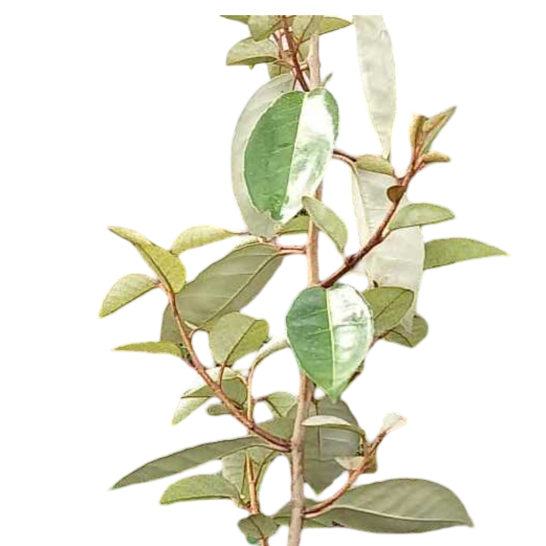 Elaeagnus - Eleagnus